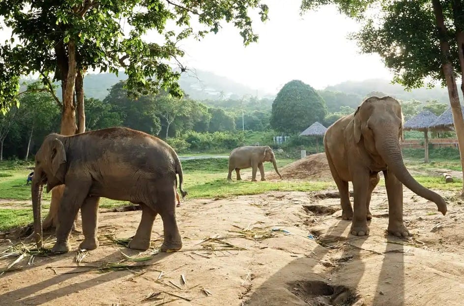 Elephants in Khao Lak - Care for our Giants